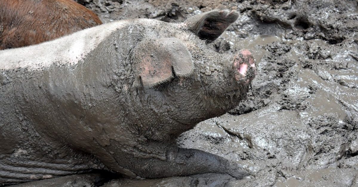 Seeing sin for what it is: vomit and mud – Moment to Moment (Bible blog)
